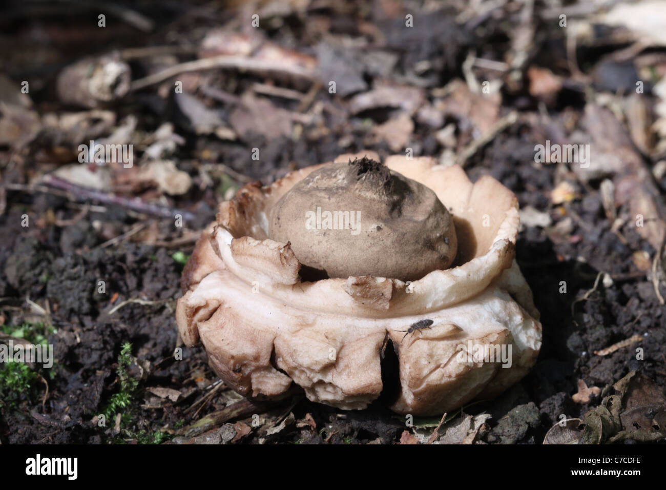 Collared Earthstar Geastrum triplex Stock Photo - Alamy