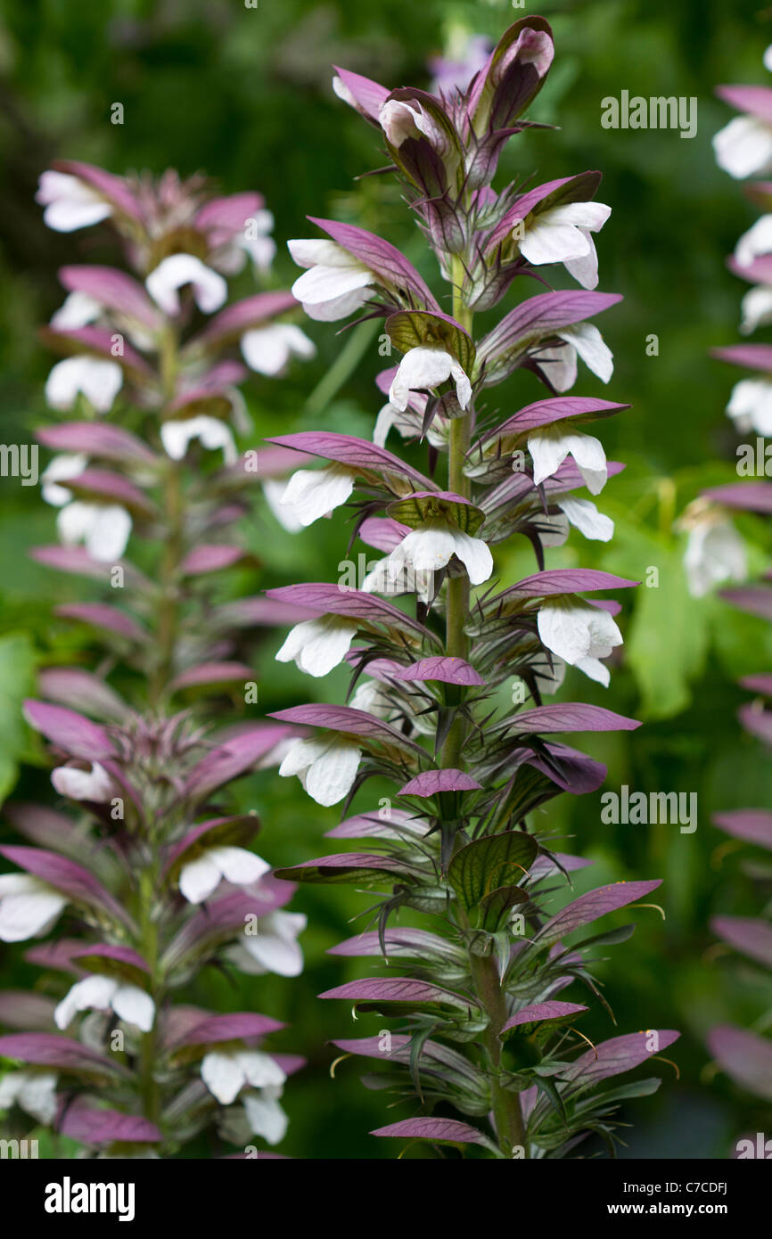 Acanthus mollis hi-res stock photography and images - Alamy