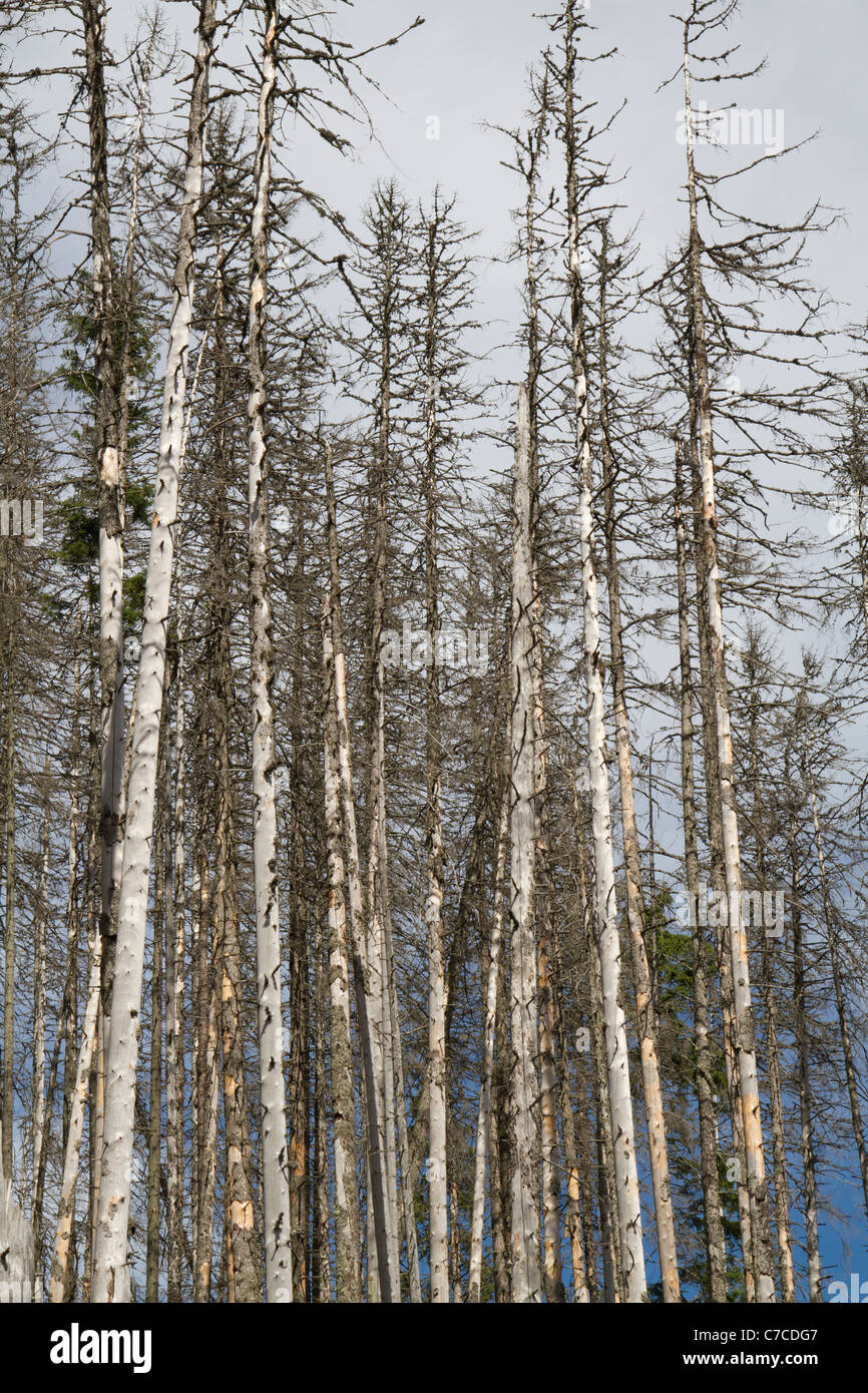 Dead norway spruce hi-res stock photography and images - Alamy