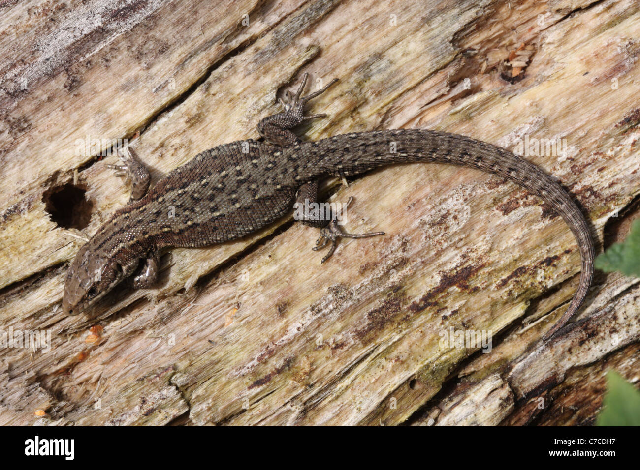 Common or Viviparous Lizard - Lacerta vivipara Stock Photo - Alamy