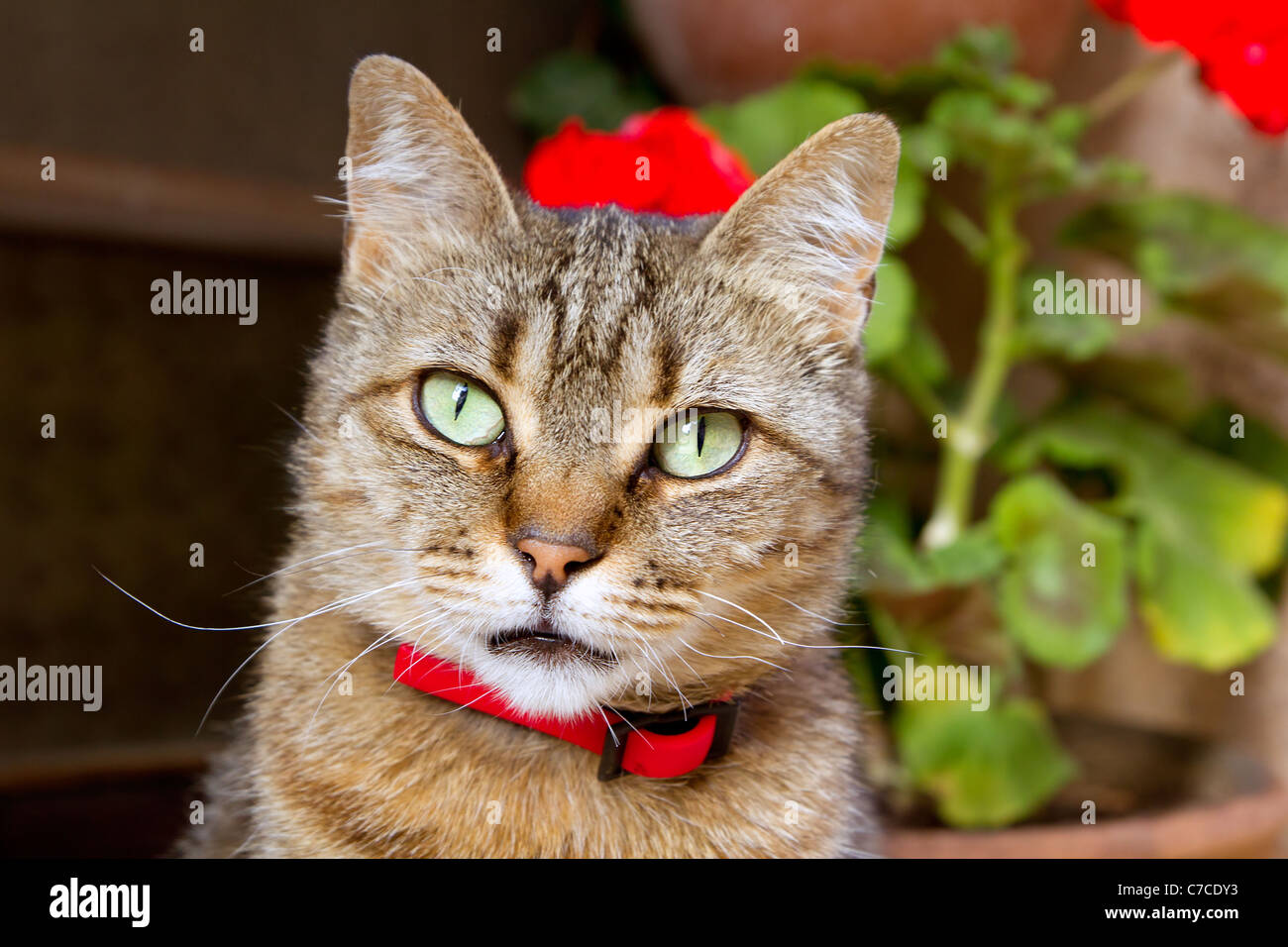 Cat face detail with green eyes and flowers background Stock Photo - Alamy