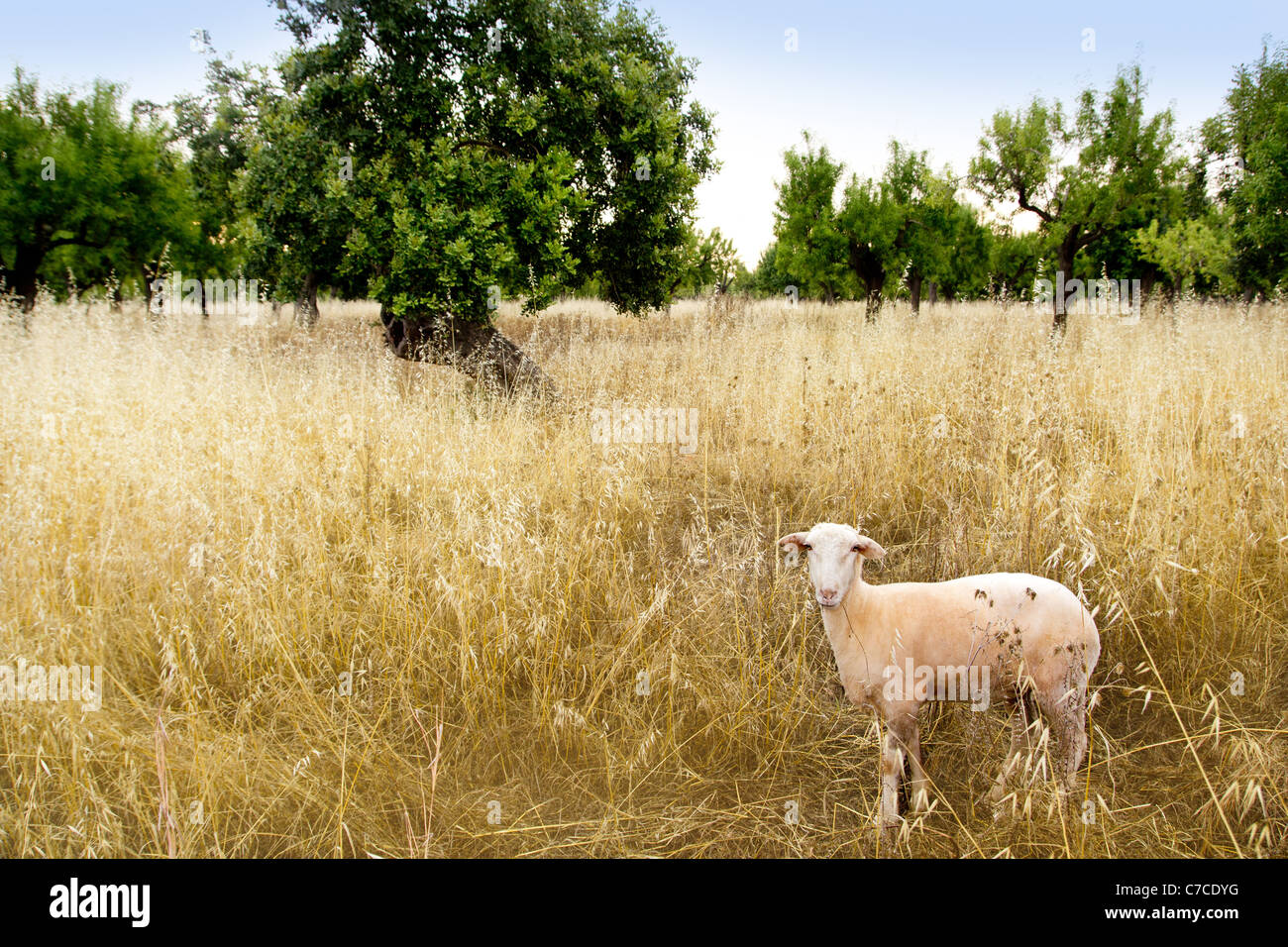 Mediterranean sheep on wheat and almond trees field in Majorca spain ...