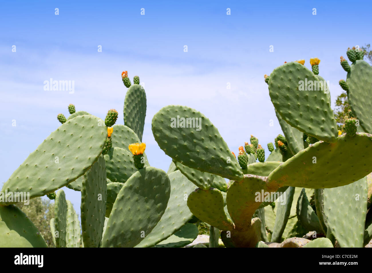 Nopal cactus hi-res stock photography and images - Alamy