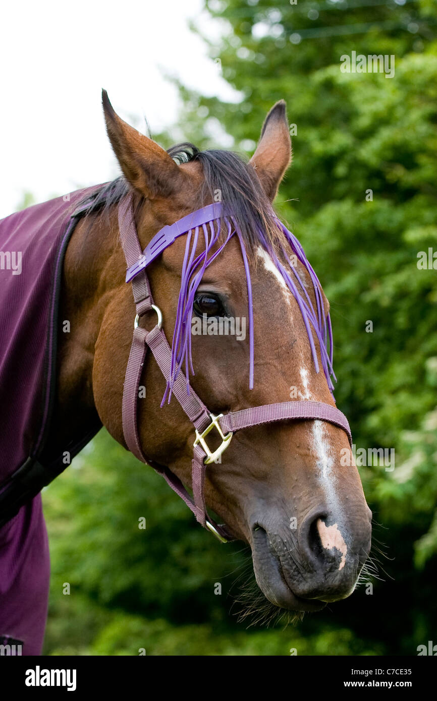 Purple Halter Stock Photos & Purple Halter Stock Images - Alamy