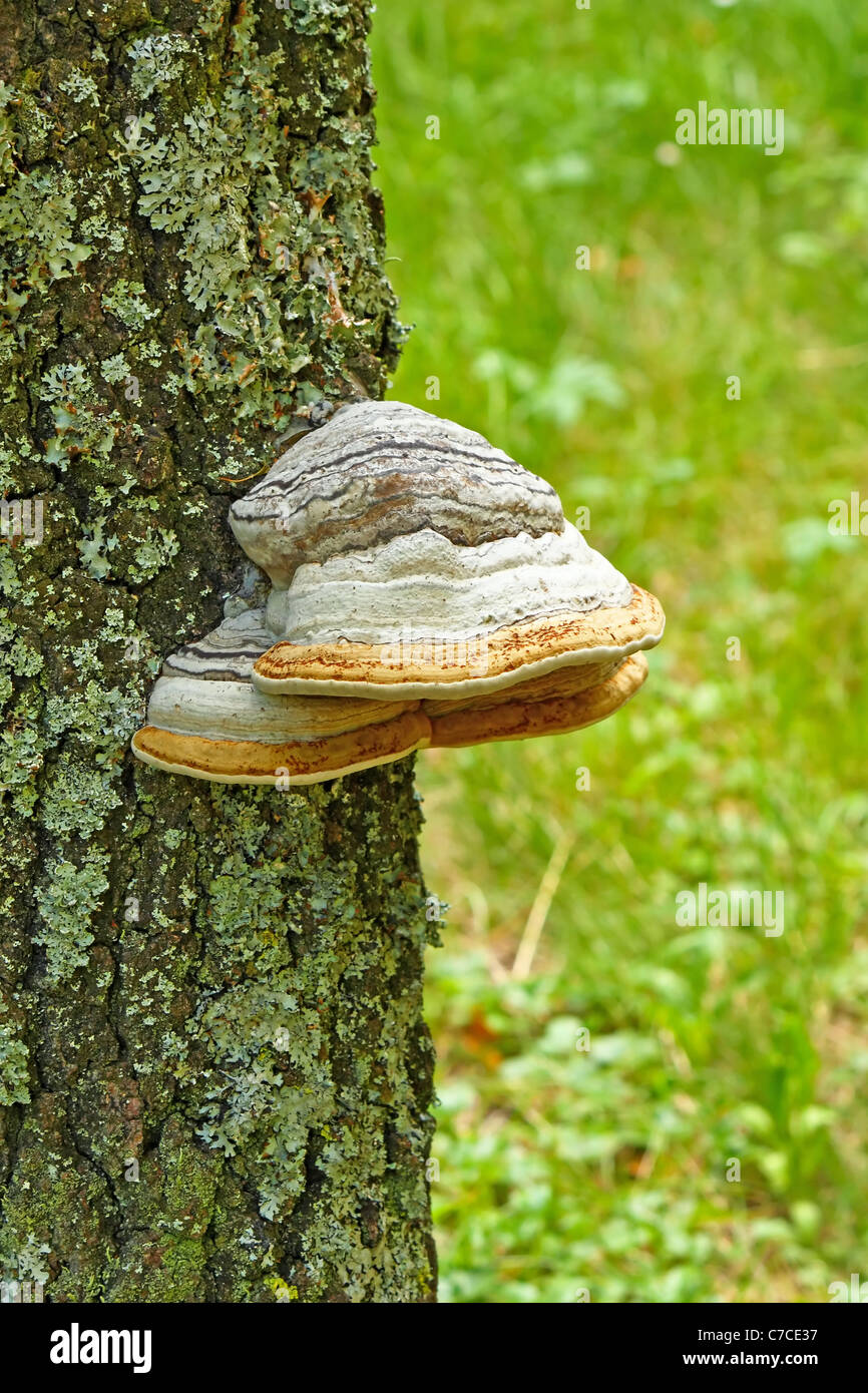 Mushroom growing on a tree in the forest Stock Photo - Alamy