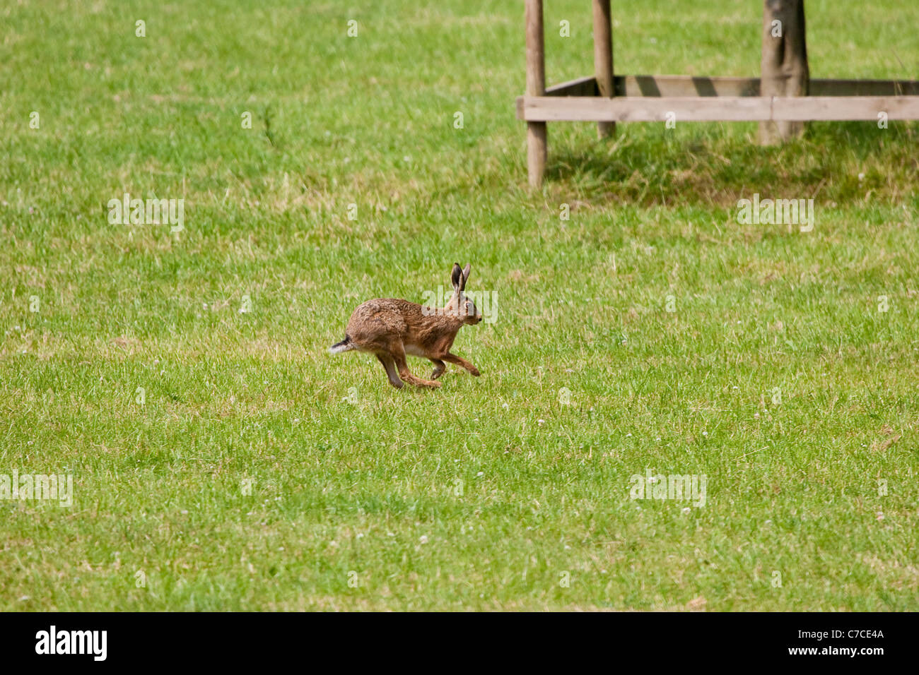 English hare hi-res stock photography and images - Alamy