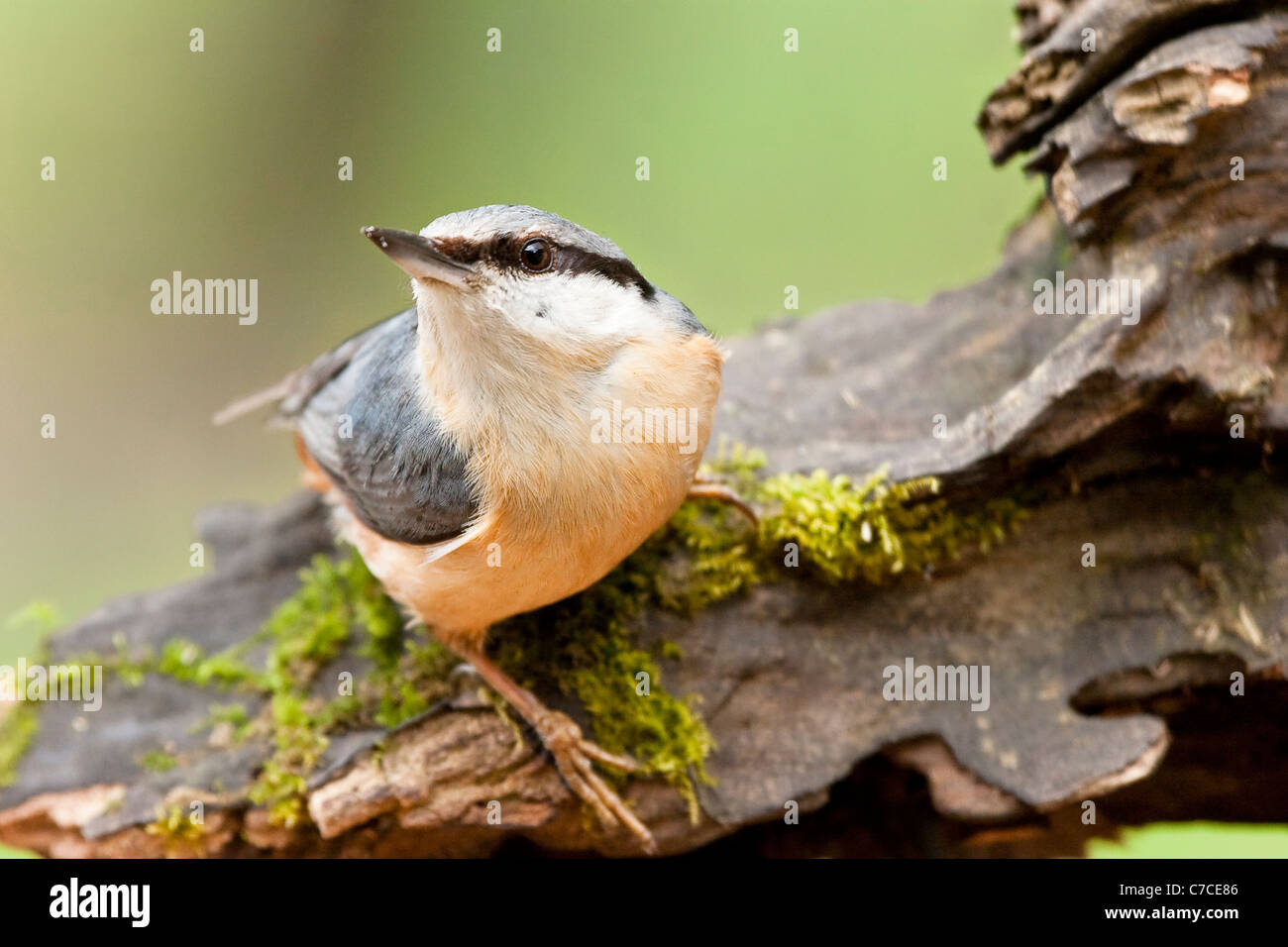 Nuthatch on Mossy Textured Tree Stump Stock Photo - Alamy