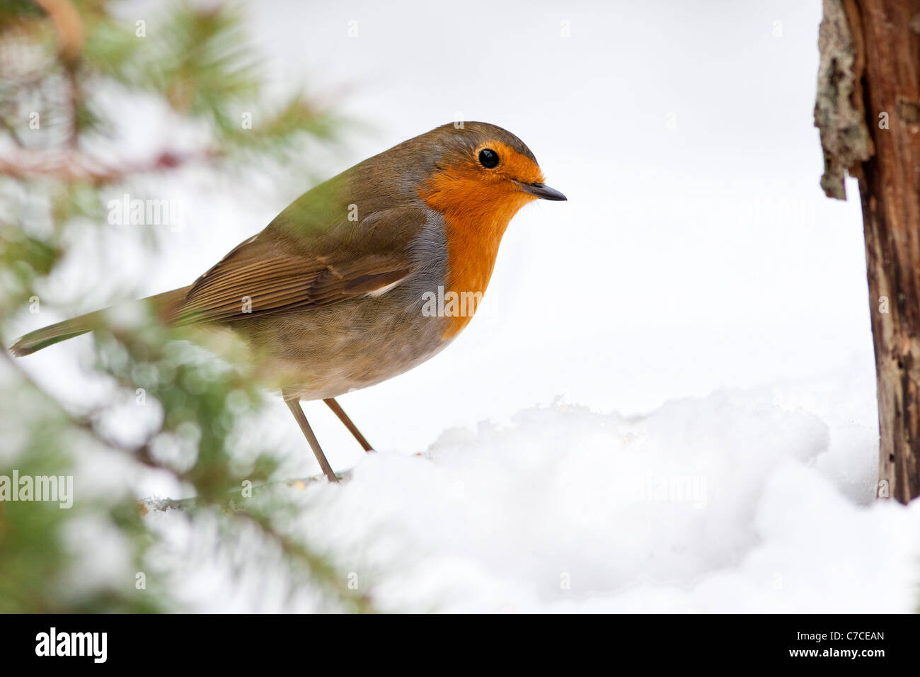 Winter robin hi-res stock photography and images - Alamy