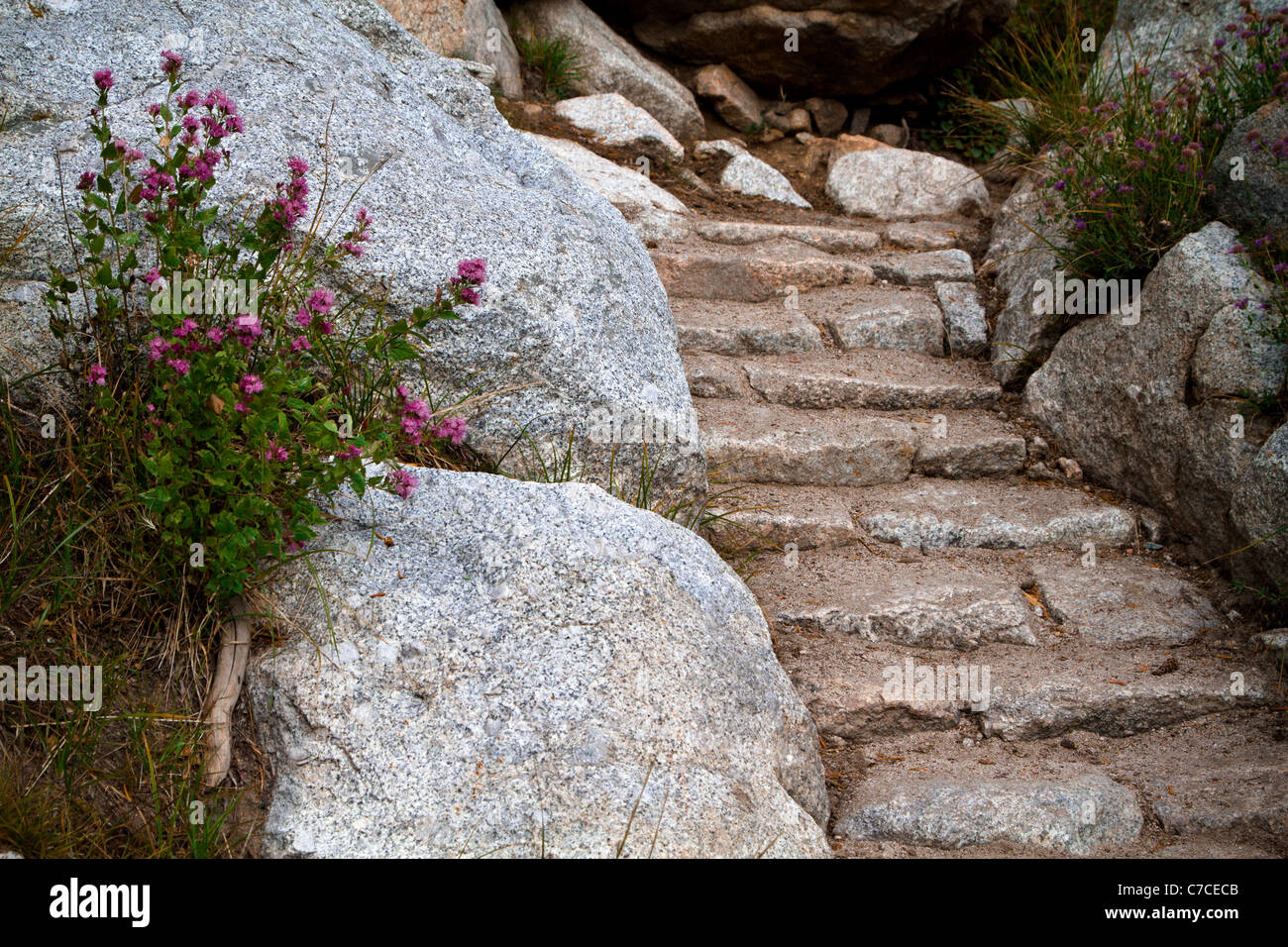 Rock steps on trail leading to Mt. Whitney, California Stock Photo - Alamy