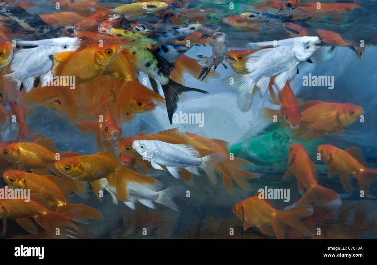 Red Minor Tetra Petsmart