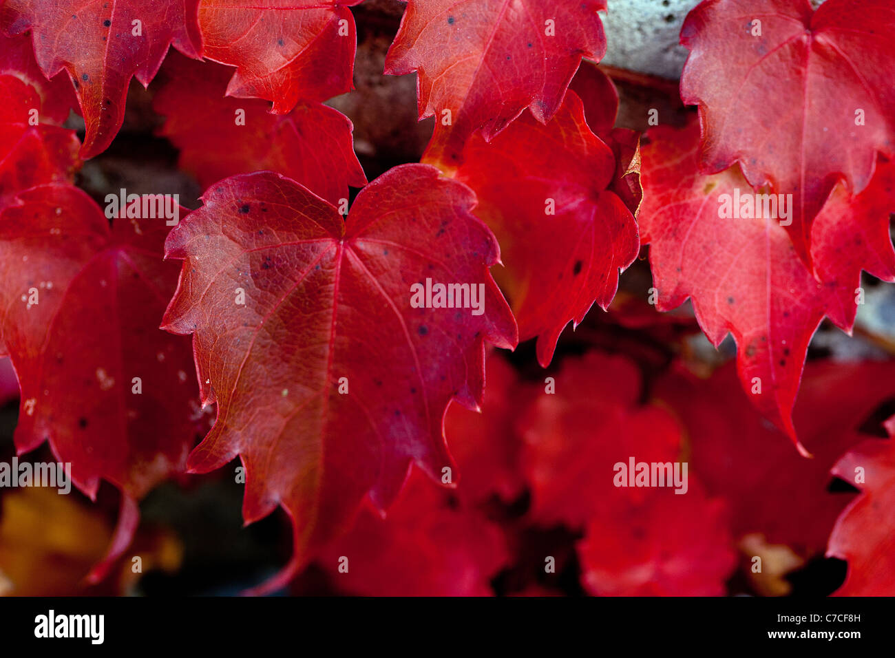 Ivy turns red during autumn on the University of Maine campus in Orono ...