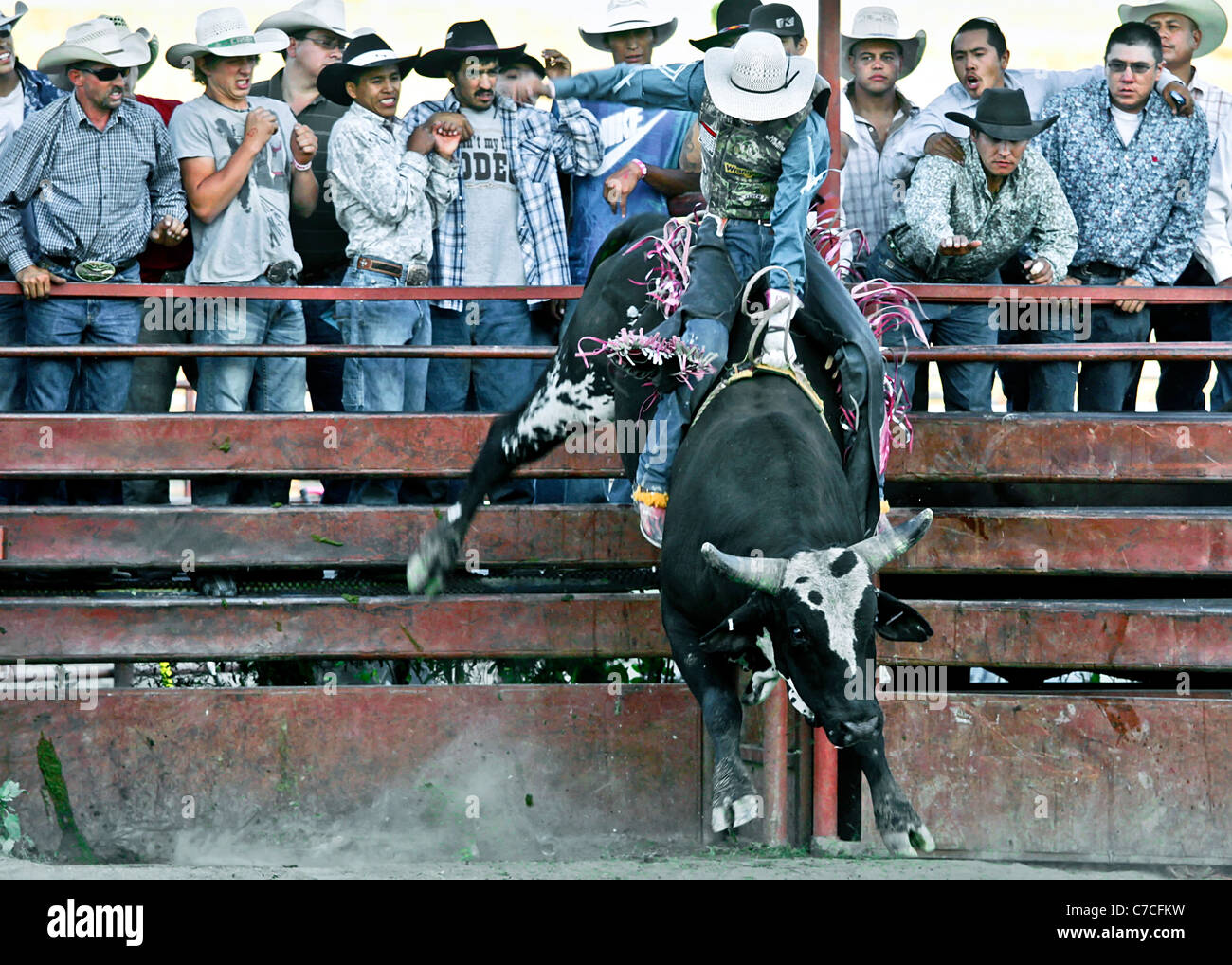 Bull riding competitor during the rodeo held at the Crow Agency ...