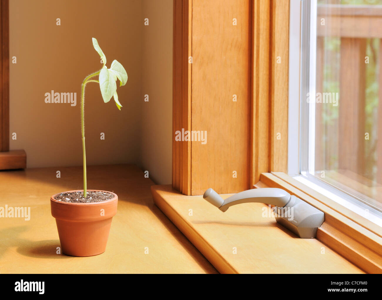 Phototropism, phototropic response in a sunflower, Helianthus annuus ...