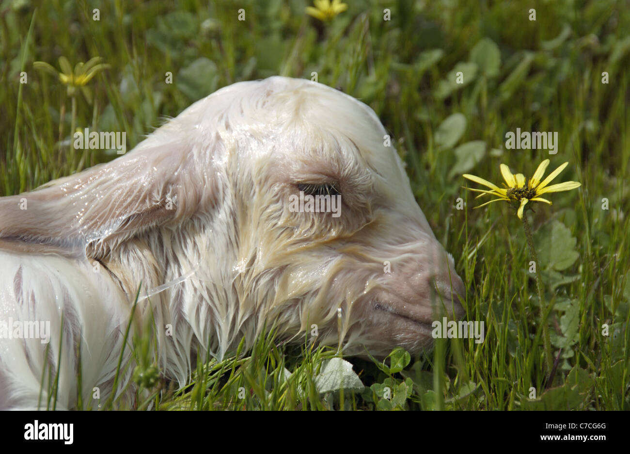 Birthing goat hi-res stock photography and images - Alamy
