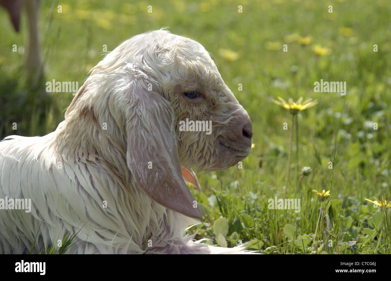 Birthing goat hi-res stock photography and images - Alamy