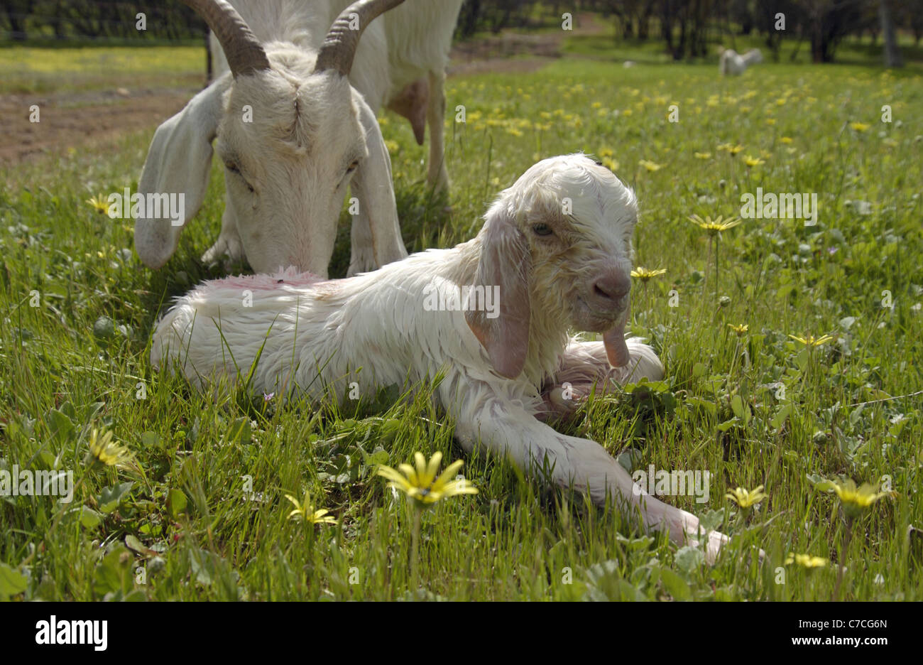 White domestic goat with a newborn kid in a meadow of yellow daisies ...