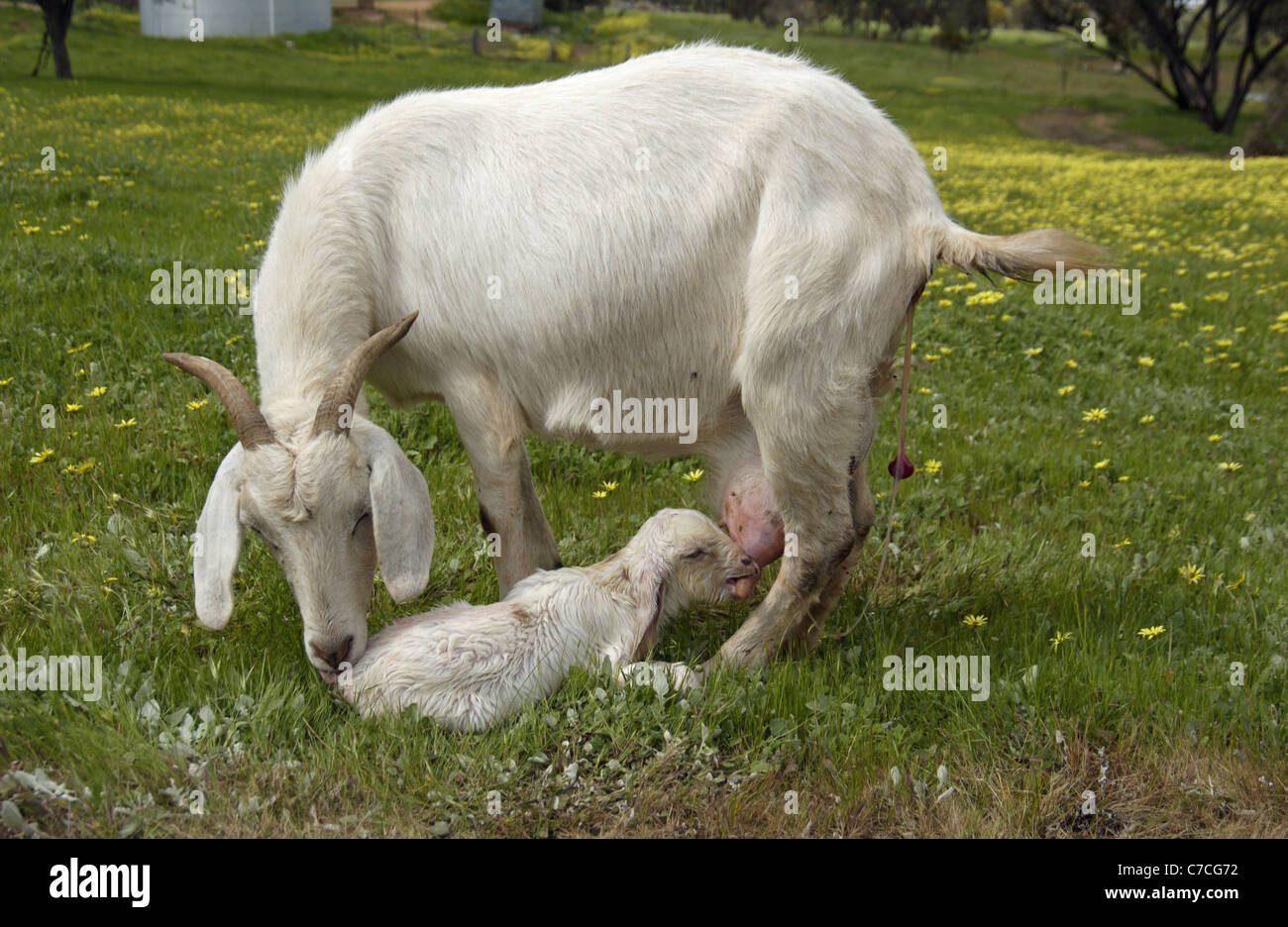 Newborn Goat Hooves