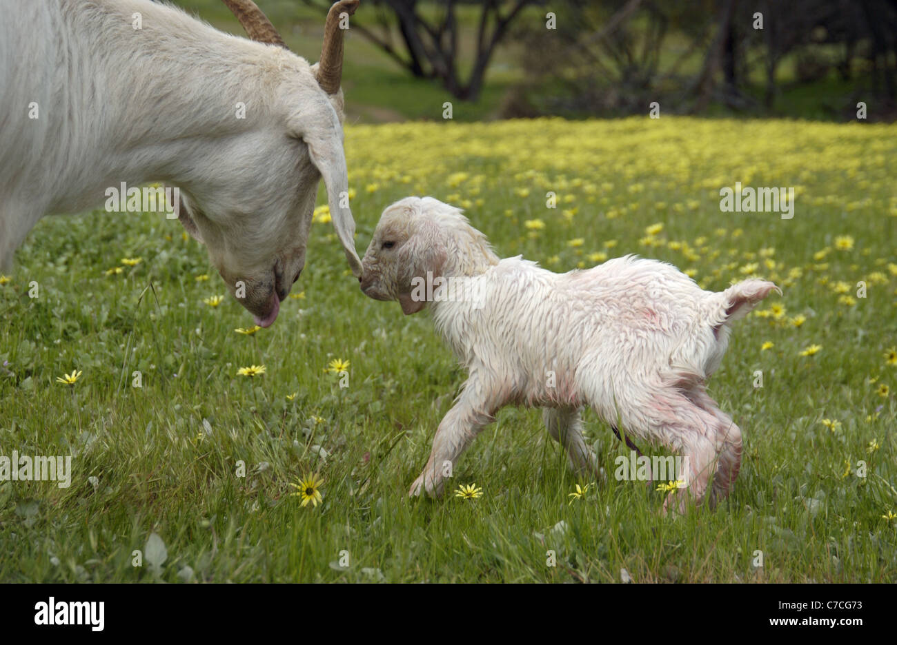 White domestic goat with a newborn kid in a meadow of yellow daisies ...