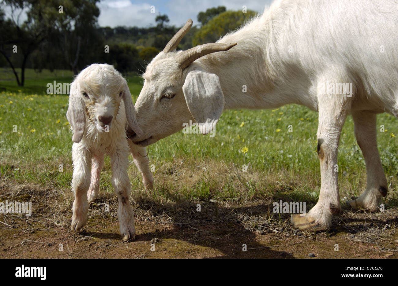 Newborn Goat Hooves