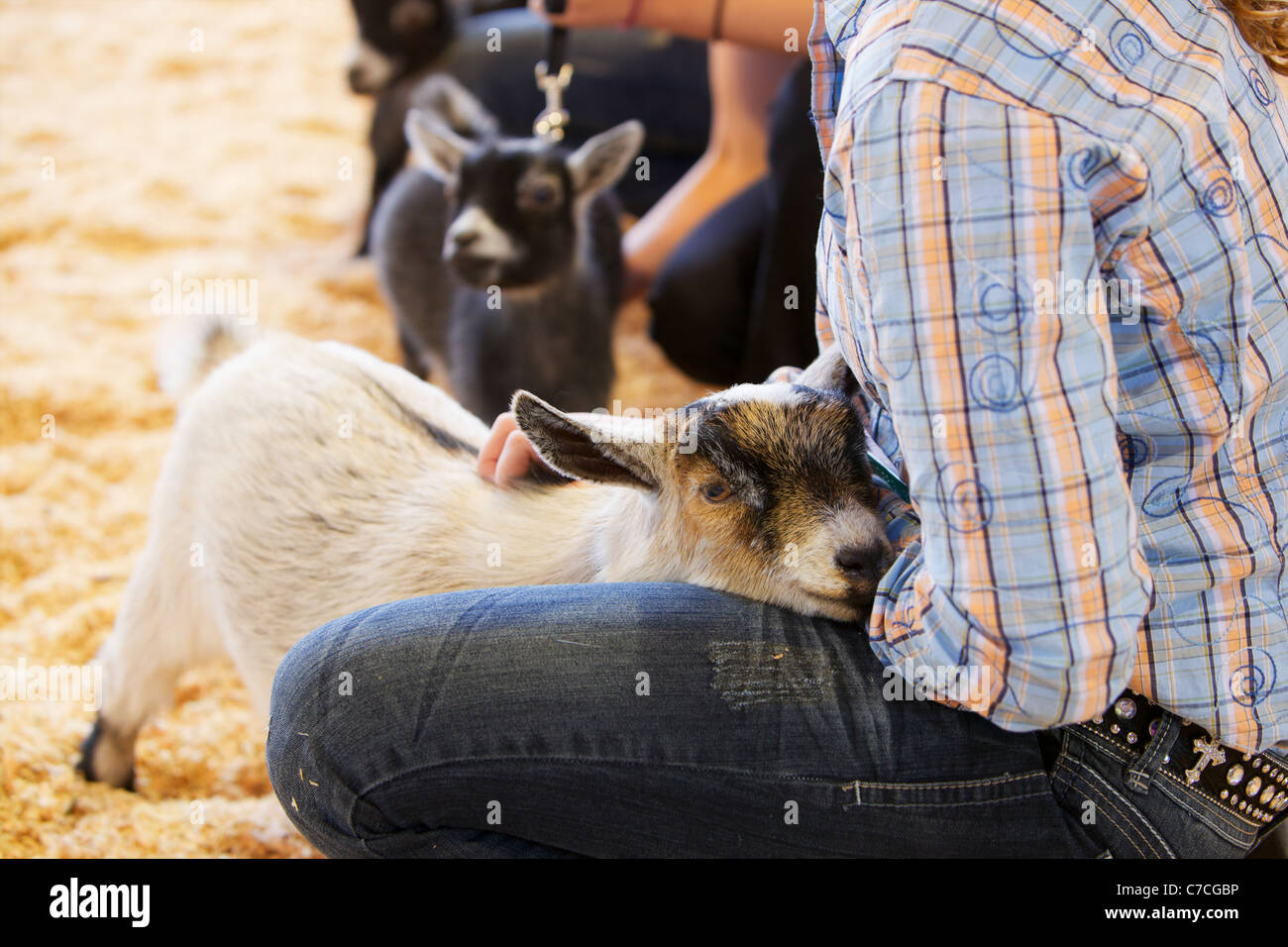 Show goat competition hi-res stock photography and images - Alamy