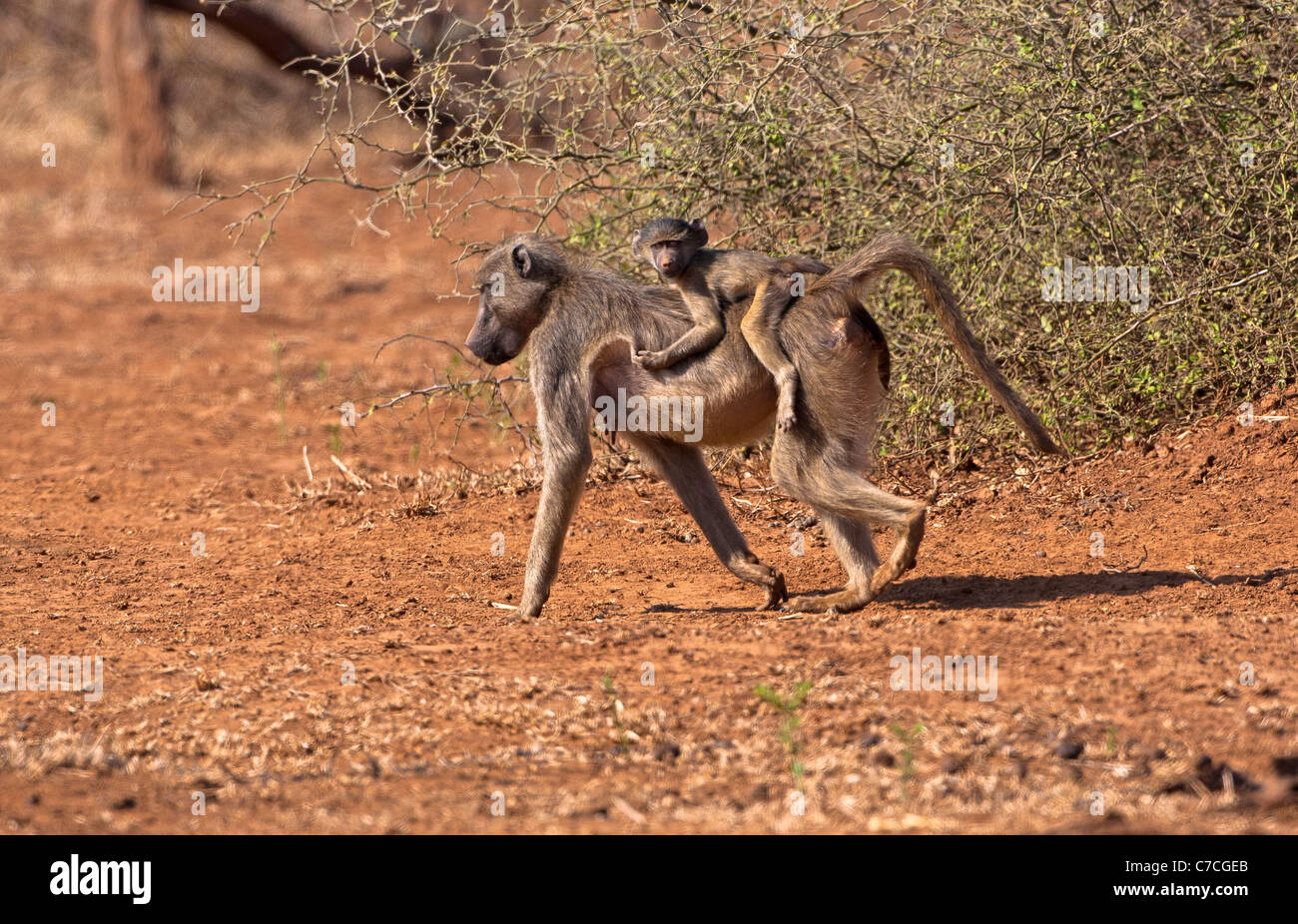 baboon with young riding on back Stock Photo - Alamy