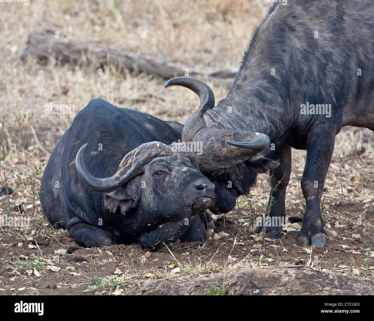 buffalo bulls interaction Stock Photo - Alamy