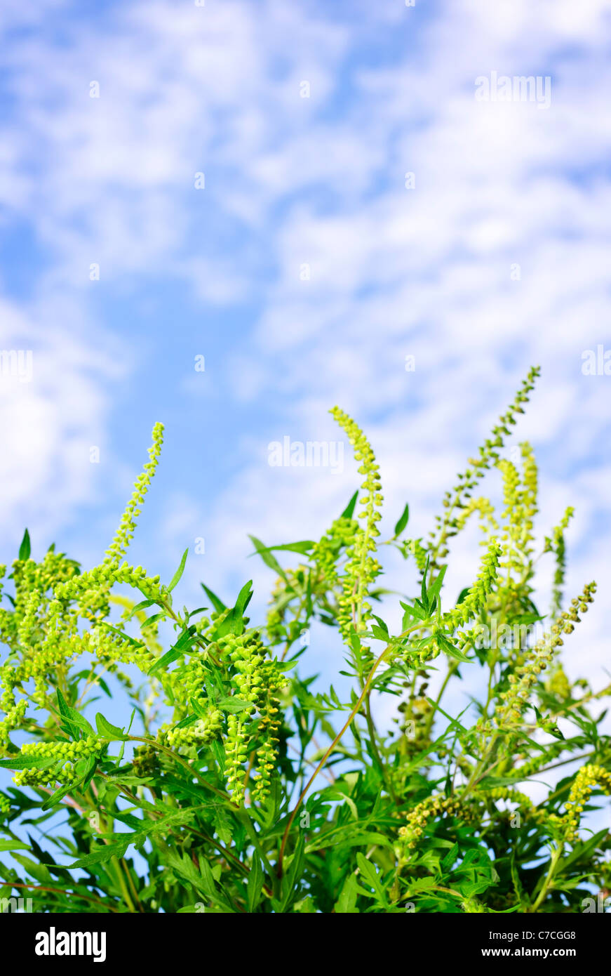 Ragweed hi-res stock photography and images - Alamy