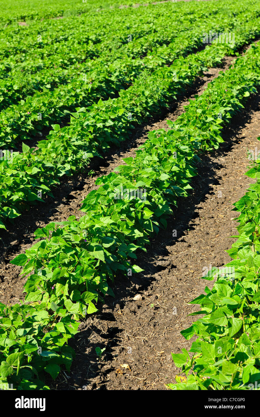 Agriculture rows hi-res stock photography and images - Alamy