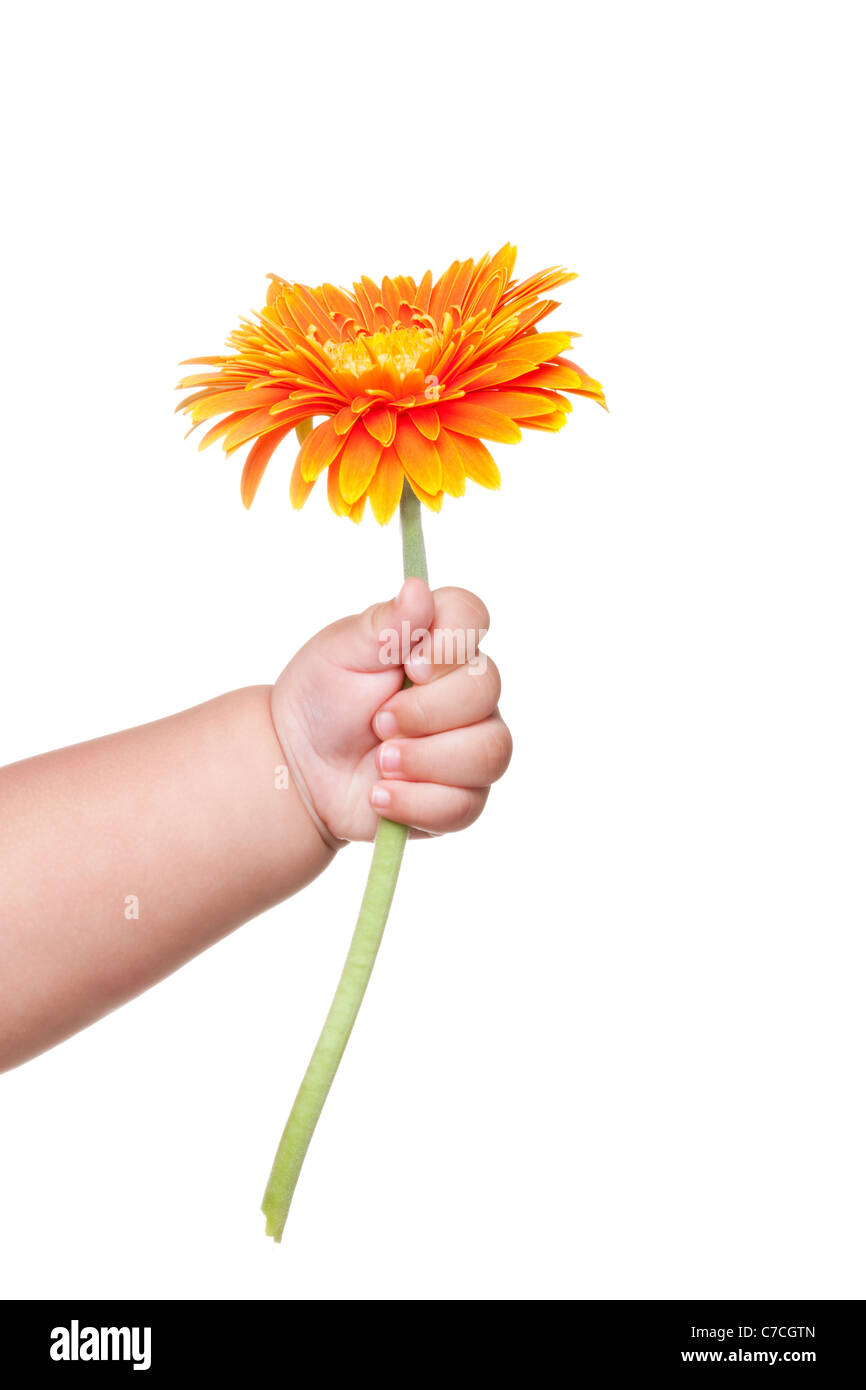Baby's Hand Holding a Flower Stock Photo - Alamy