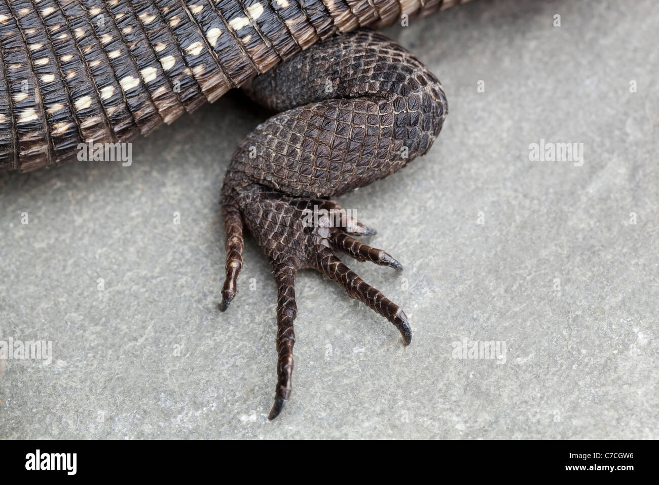 Plated Lizard (Gerrhosaurus validus). Pentadactyl Limb, rear right ...