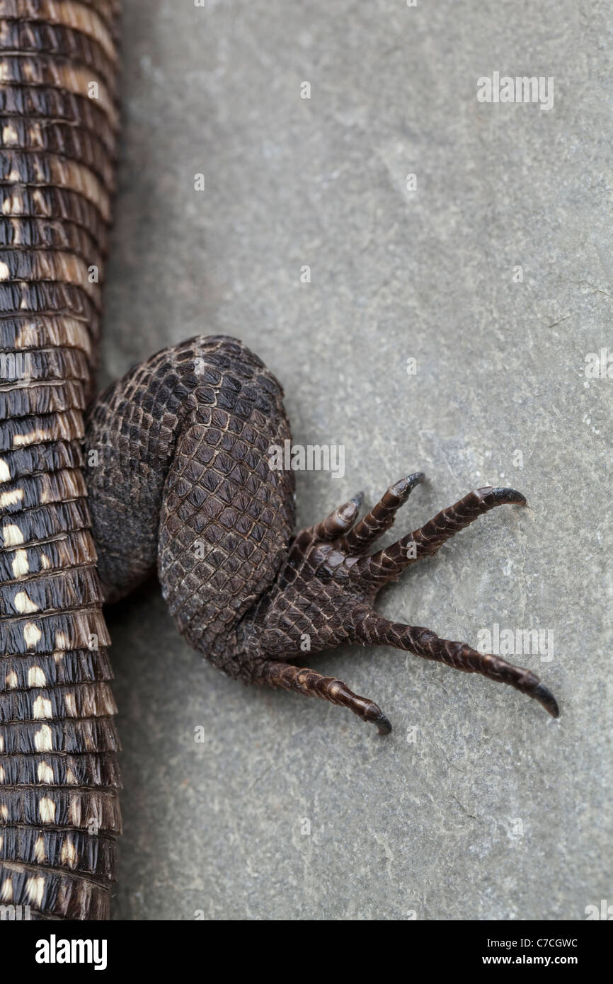 Pentadactyl Limb of Plated Lizard (Gerrhosaurus validus Stock Photo - Alamy