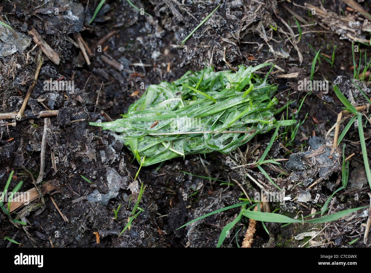 Regurgitated hi-res stock photography and images - Alamy