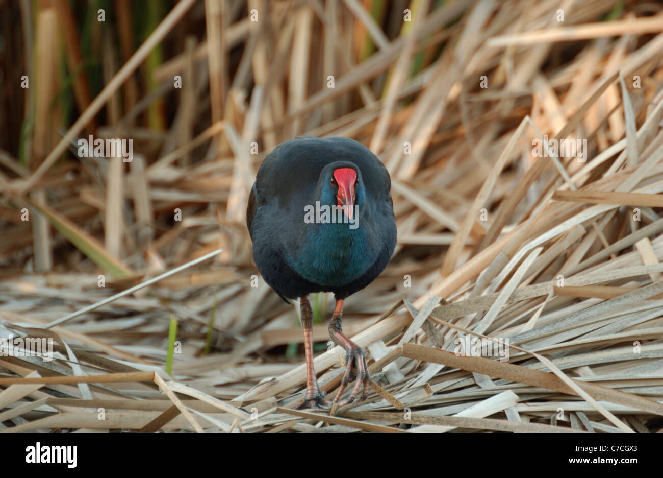 Australian swamp bird hi-res stock photography and images - Alamy