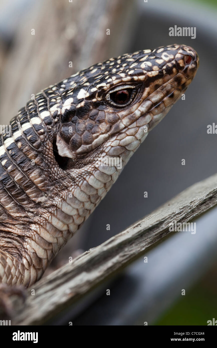 Tympanic membrane hi-res stock photography and images - Alamy