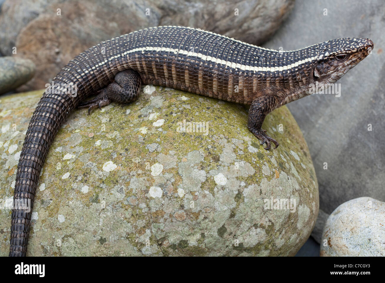 Plated Lizard (Gerrhosaurus validus). Southern and eastern Africa Stock ...