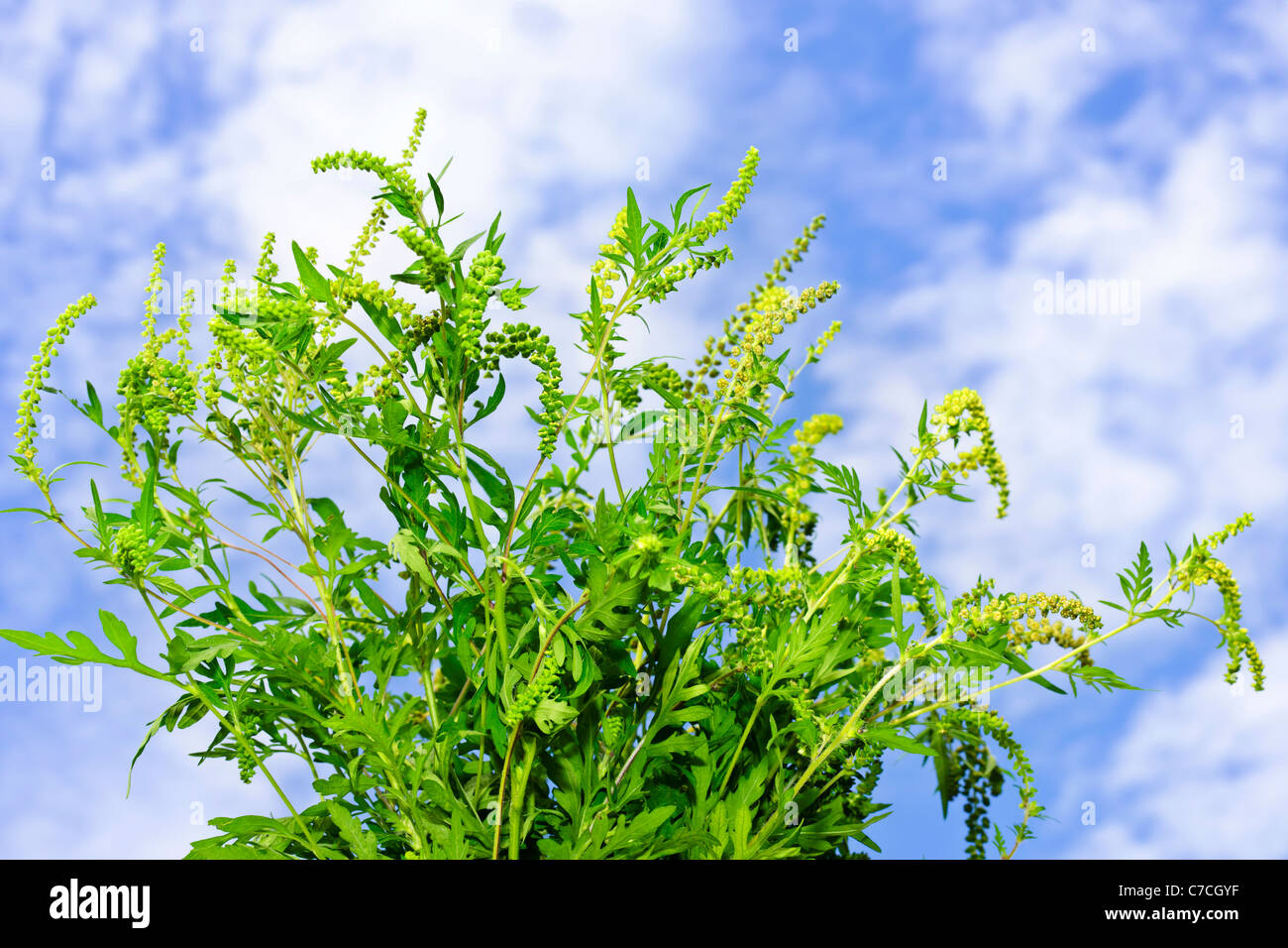 Flowering ragweed plant in closeup against blue sky, a common allergen ...