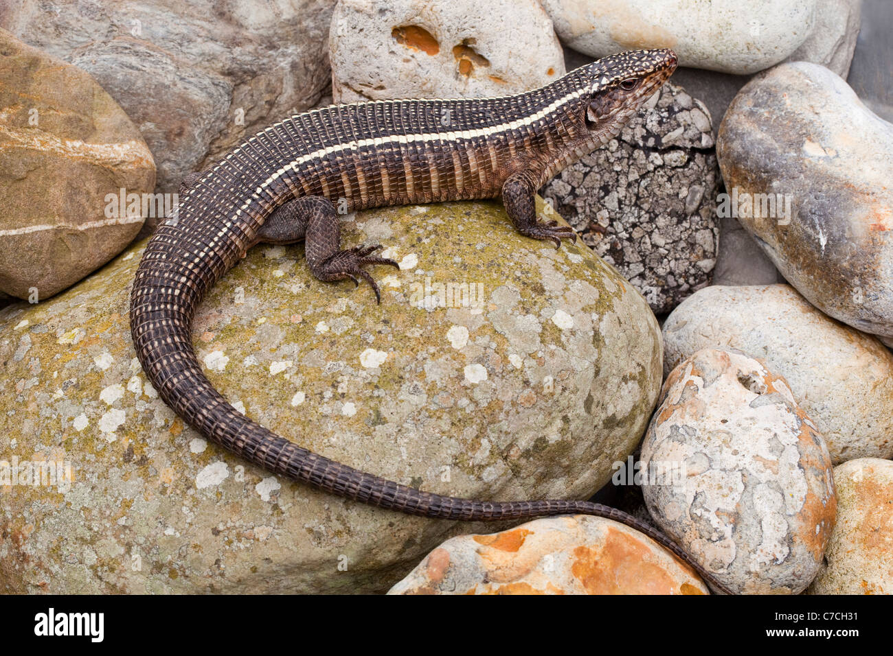 Plated Lizard (Gerrhosaurus validus). Southern and eastern Africa Stock ...