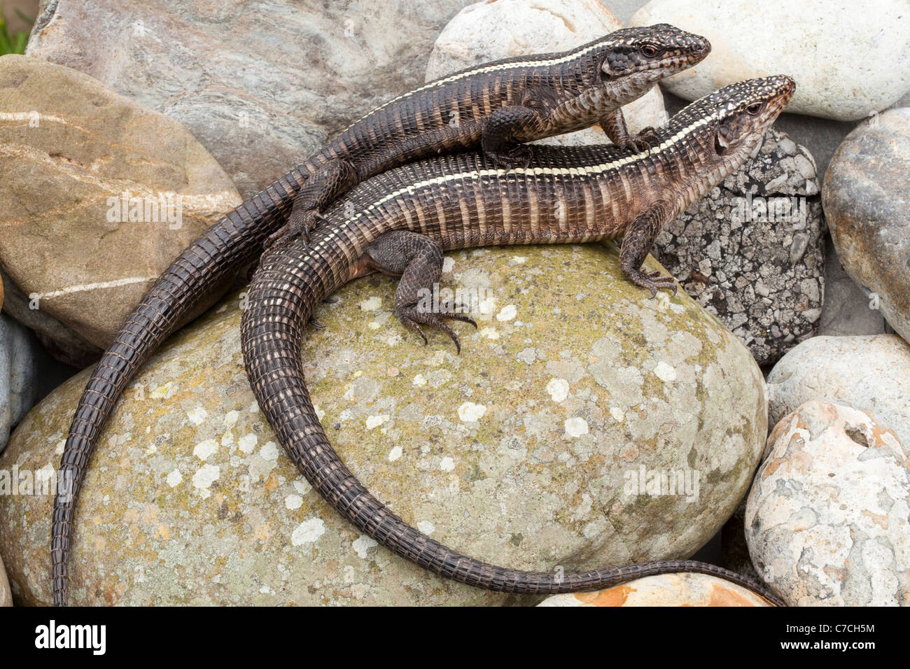 Gerrhosauridae hi-res stock photography and images - Alamy