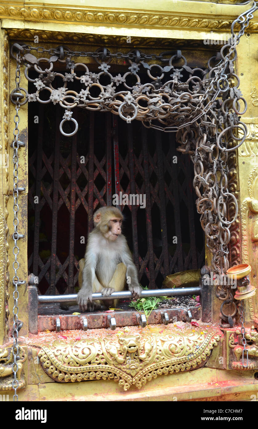 Macaque monkey steals edible offerings in a shrine at Swayambunath ...