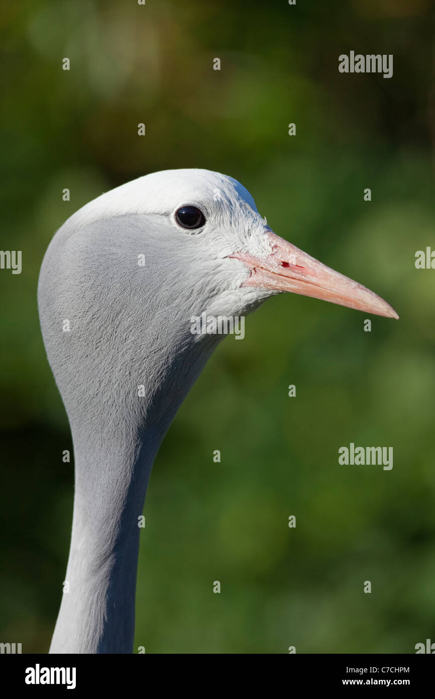 Bird Blue Crane Heads