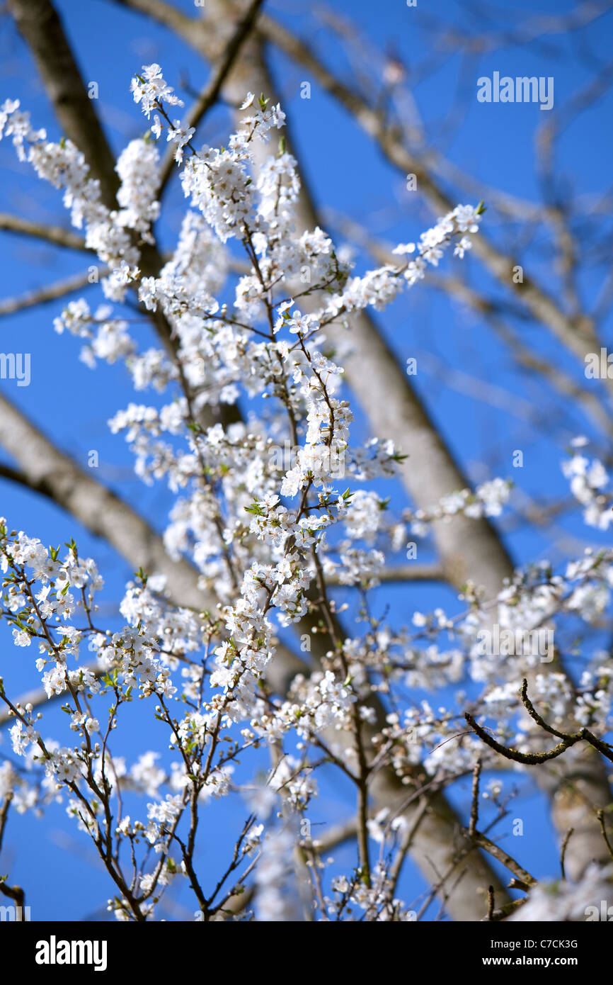 Cherry blossoms england hi-res stock photography and images - Alamy