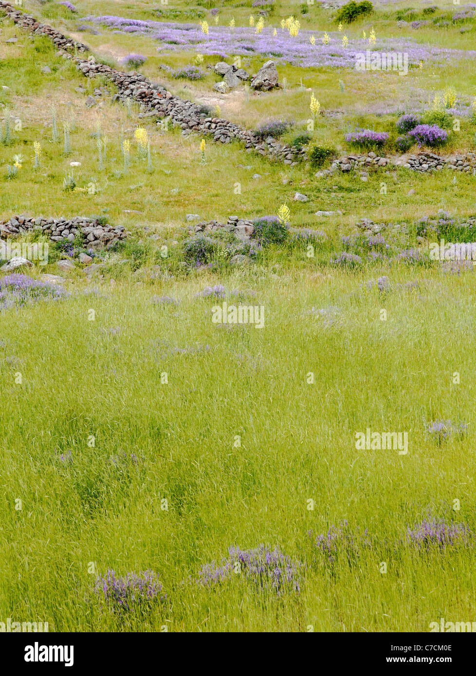 Background texture of lush green grass with sprinkling of lavenders ...