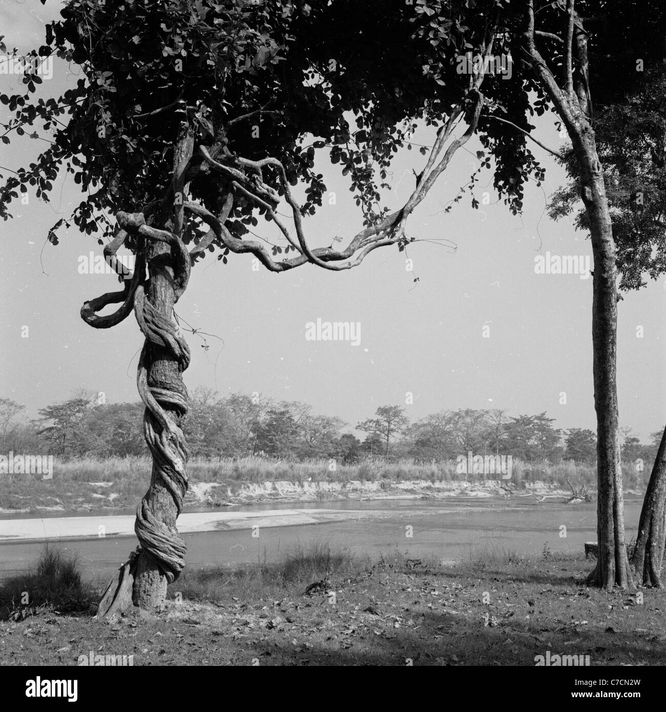 A tree with another tree wrapped around it at the Seti River Valley in ...