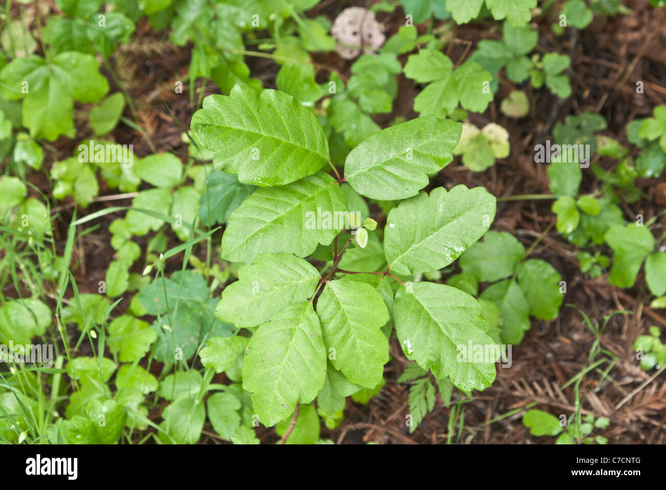 Toxicodendron Diversilobum