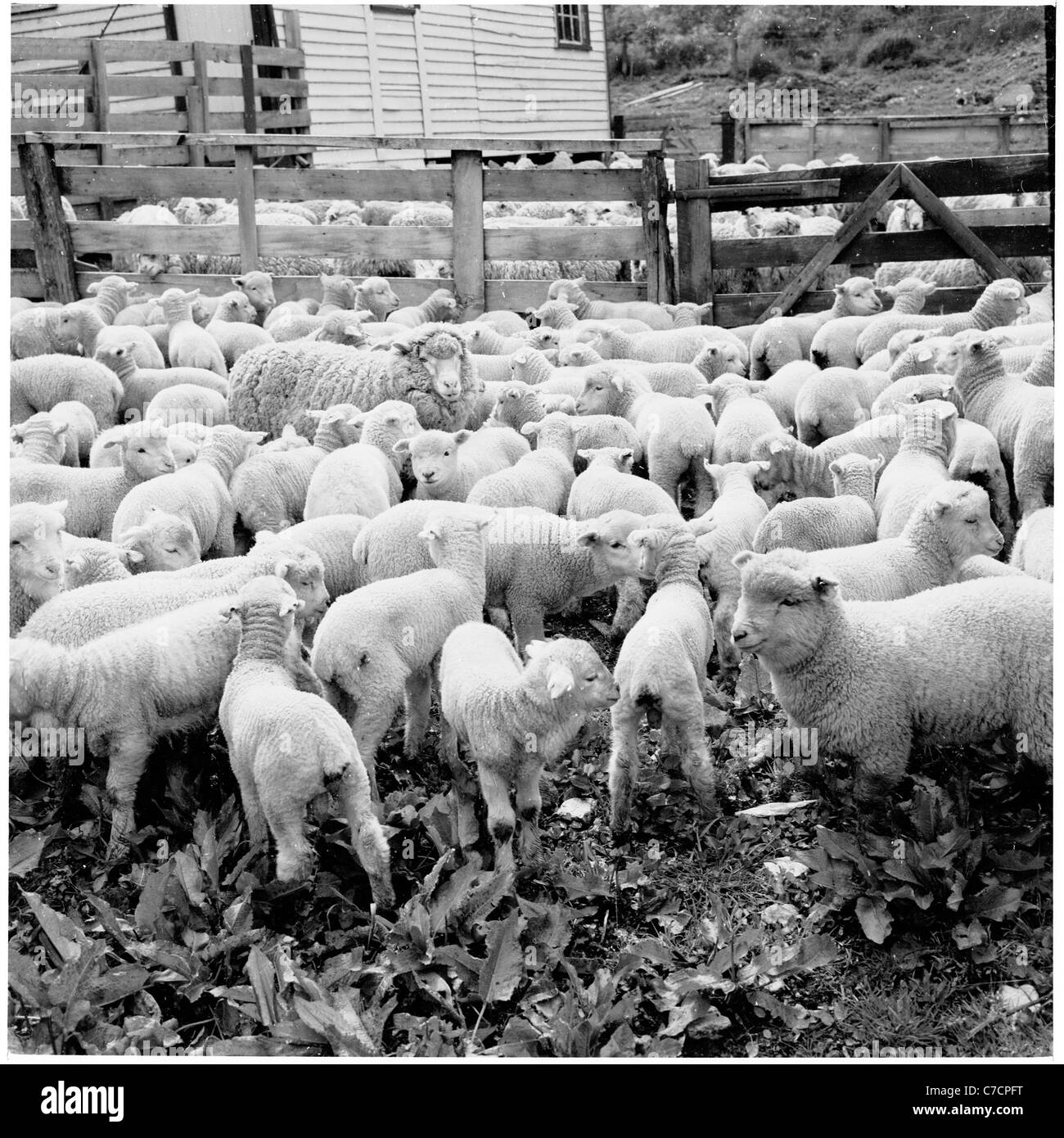 1950s, historical, a flock of sheep gathered in a pen on a farm in New Zealand Stock Photo - Alamy