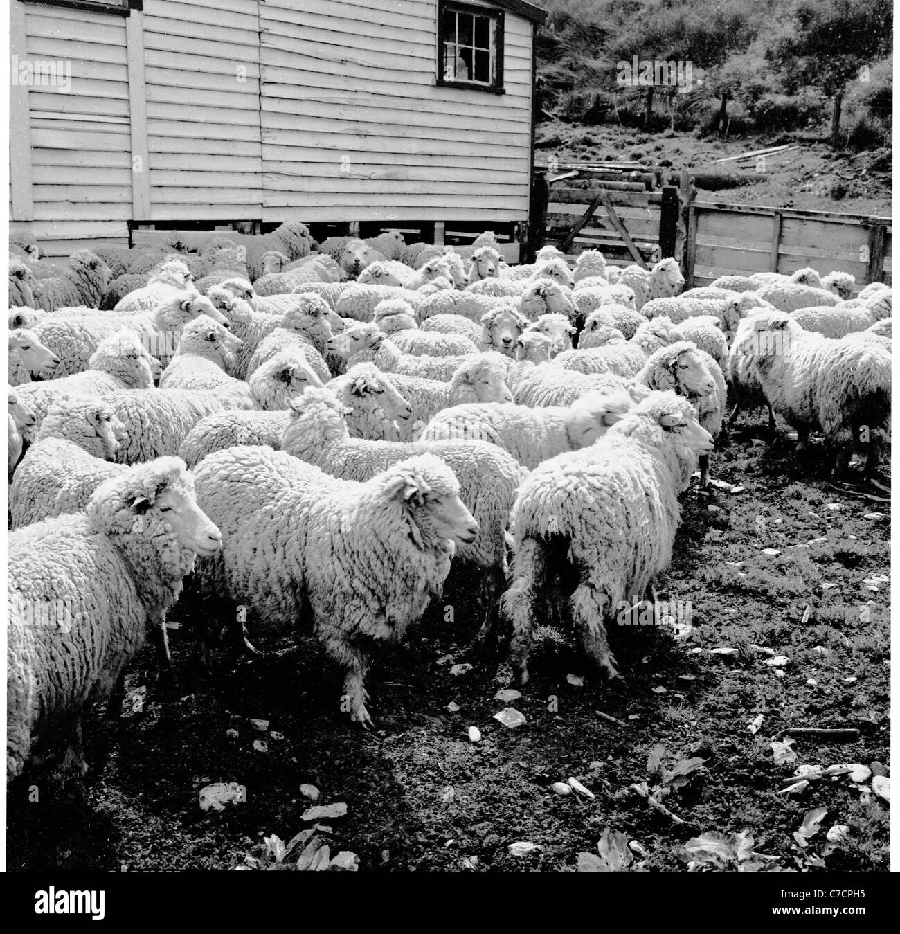1950s New Zealand Black and White Stock Photos & Images - Alamy