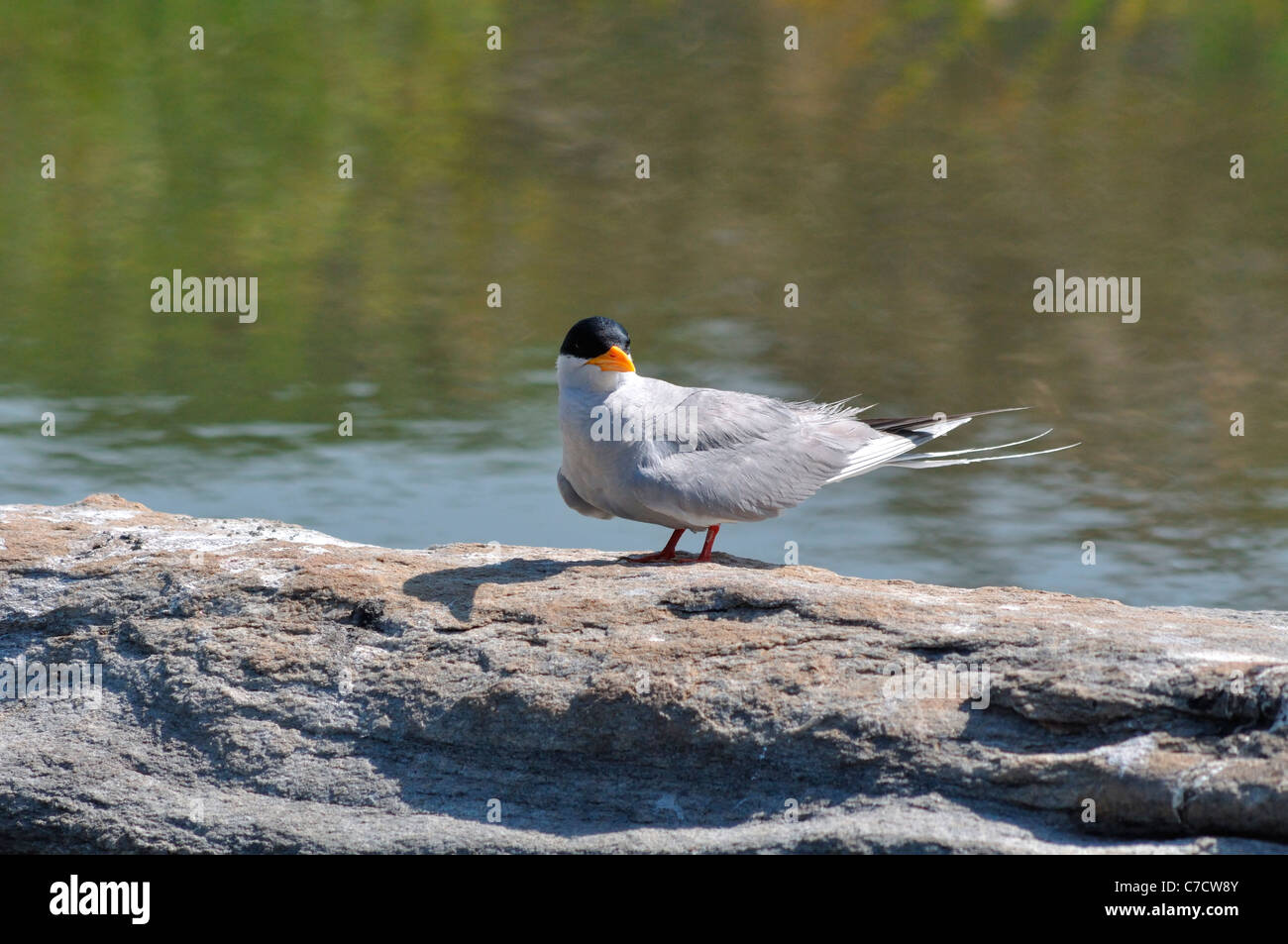 Black capped tern hi-res stock photography and images - Alamy
