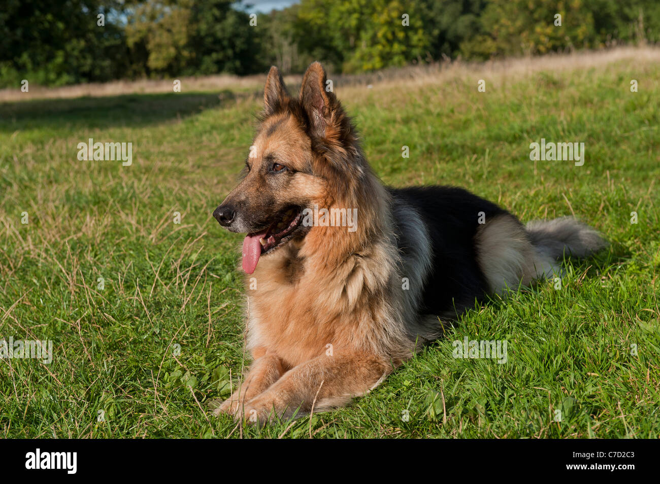 Vera shepherd hi-res stock photography and images - Alamy
