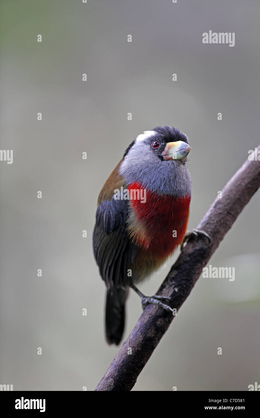 Toucan Barbet, Semnornis ramphastinus, at Angel pax Stock Photo - Alamy