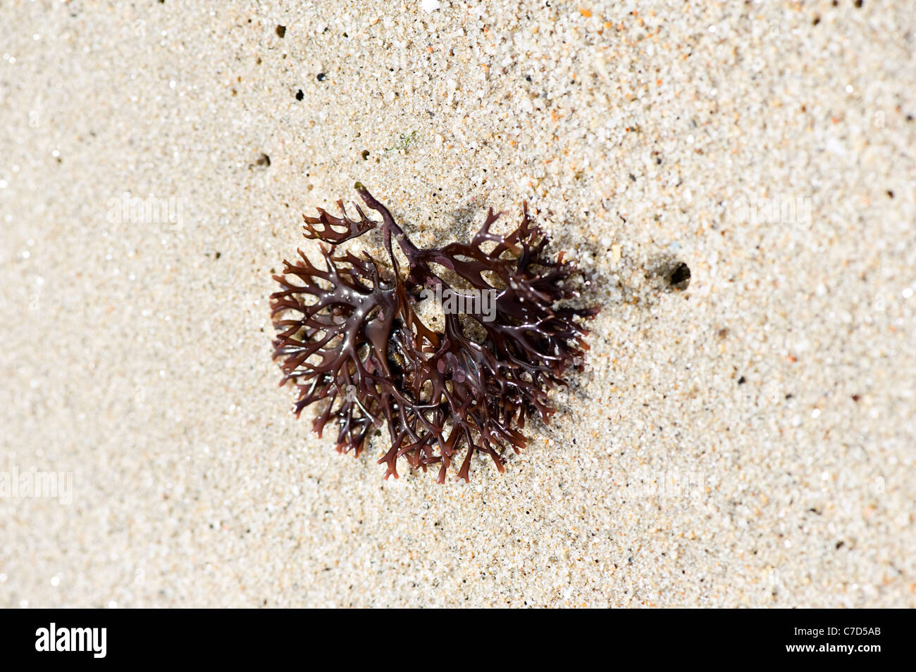 Scilly white plant hi-res stock photography and images - Alamy